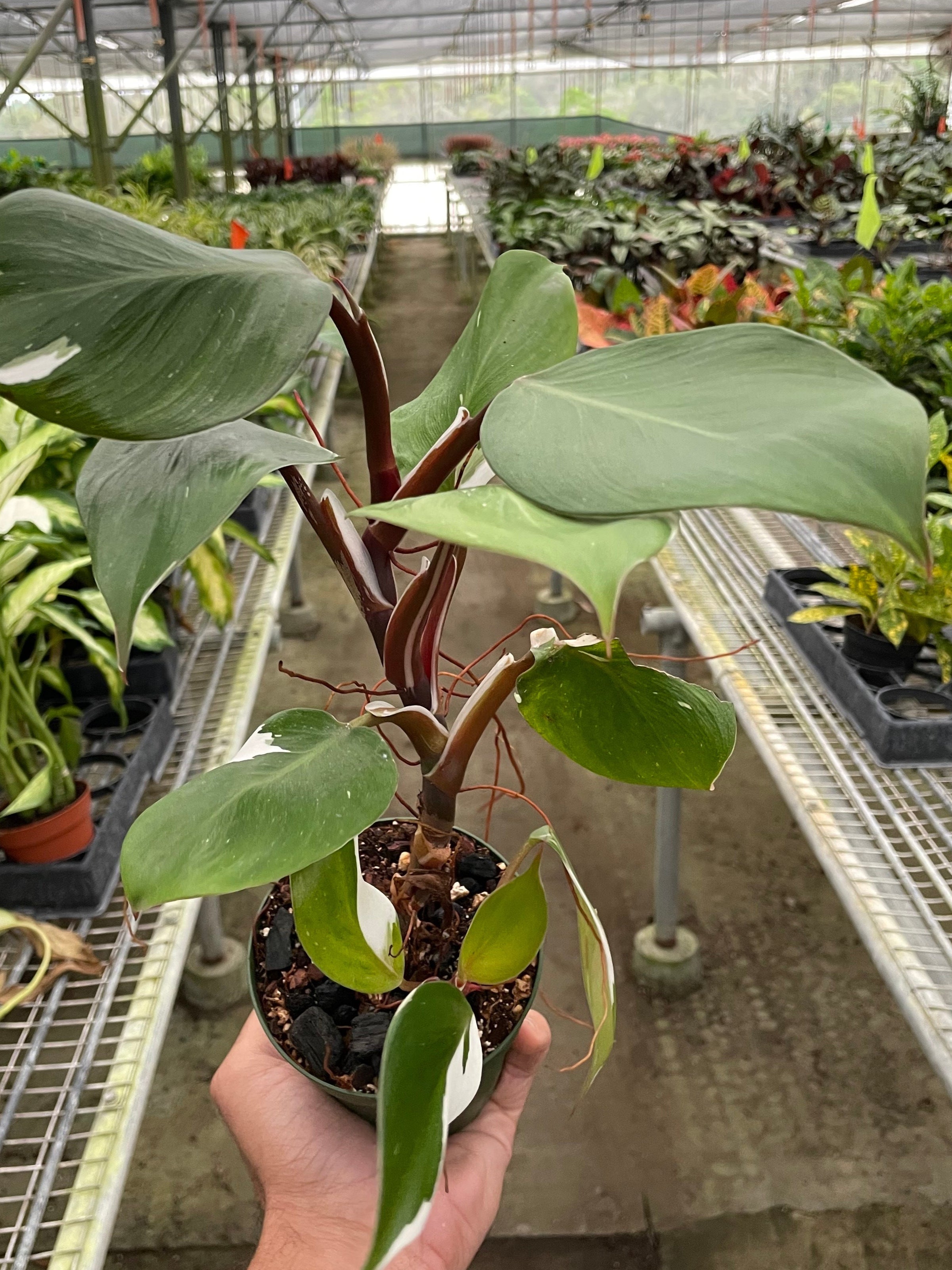 Philodendron 'White Knight' – House of Agave